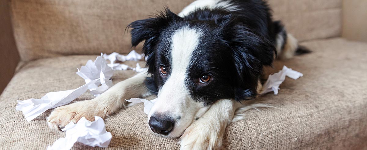 General Anxiety in Dogs in Holmdel, NJ | Bayshore Veterinary Hospital